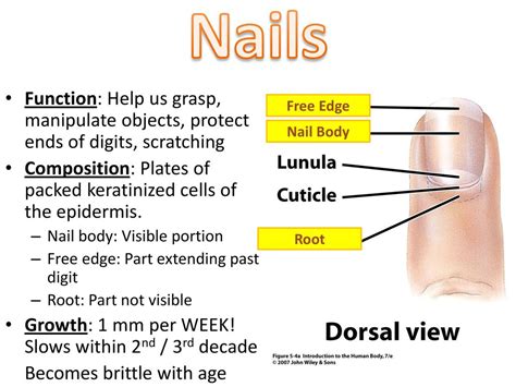 The Integumentary System Skin Ppt Download The Integumentary System Skin Ppt Download