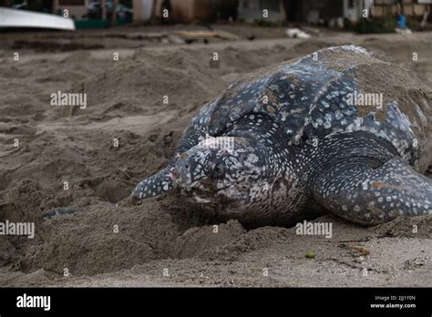 Close Up Of A Leatherback Sea Turtle Laying Her Eggs During Trinidad