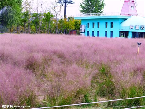 粉黛乱子草 摄影图花草生物世界摄影图库昵图网