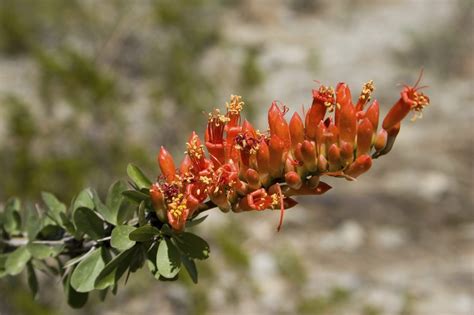Growing Ocotillo In A Pot How To Grow Ocotillo Plant In A Container