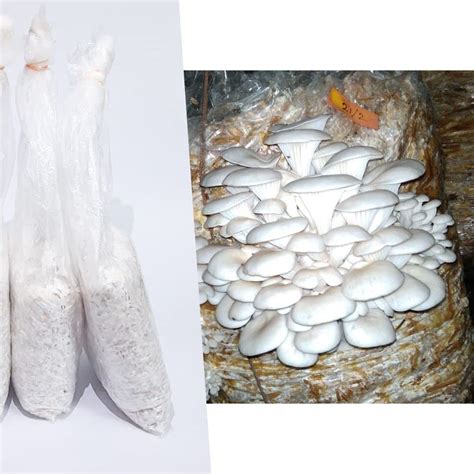 Gachwala Greenwise Oyster Mushroom Spawn Pack Of 1 Kg Pp Bags