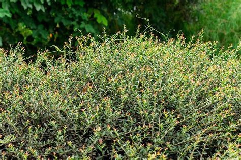 How To Grow And Care For Yaupon Holly Gardeners Path