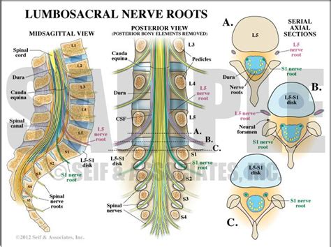 Nerve Root Distribution