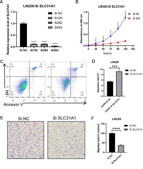 Cuproptosis Related Gene Slc31a1 Expression Correlates With The Prognosis And Tumor Immune