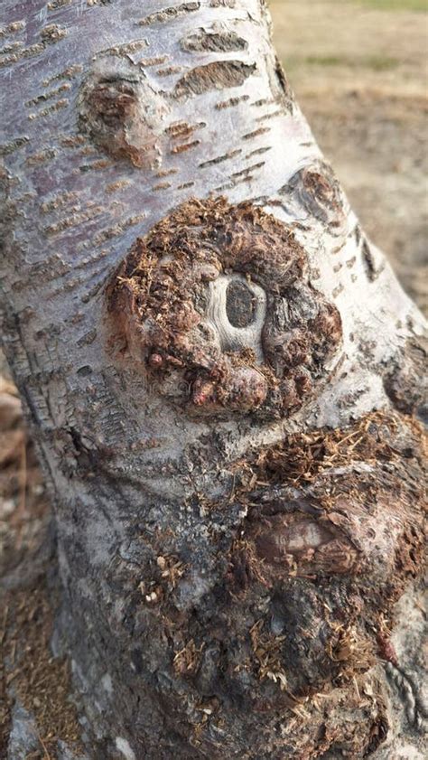 The Texture Of A Light Colored Tree With Large Bumps On It Stock Image Image Of Showing Bumps
