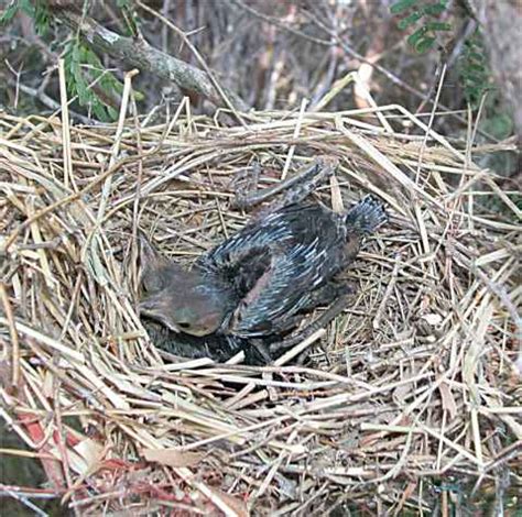Grackle Nest