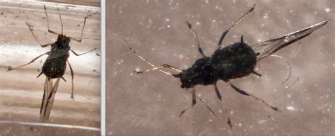 Insect Identification Aphids Examples