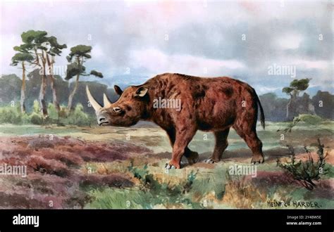 Woolly Rhino Illustration Of The Now Extinct Woolly Rhinoceros