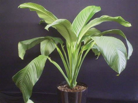 Plants Are The Strangest People List Houseplants With Large Broad Leaves