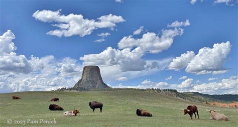 Back To Devils Tower Digging