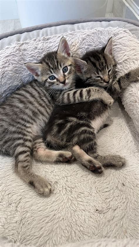 My Foster Room Is Tabby Heaven Right Now… So In Other Words A Dream Come True R Thecuddlepuddle