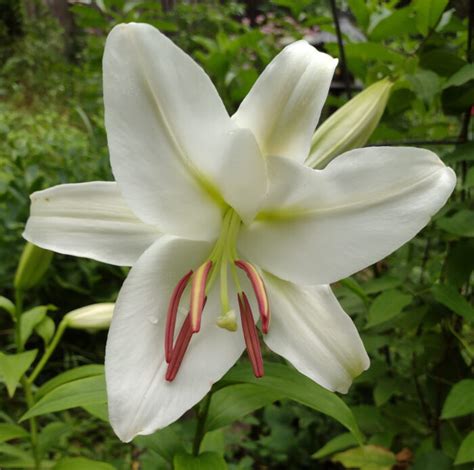 Lily Love Fine Gardening