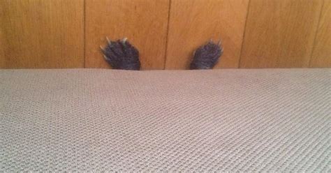 Just A Set Of Turtle Legs Poking Out From Under The Couch Imgur