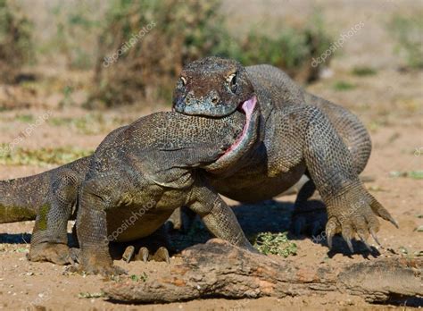 Lindos Dragones De Komodo