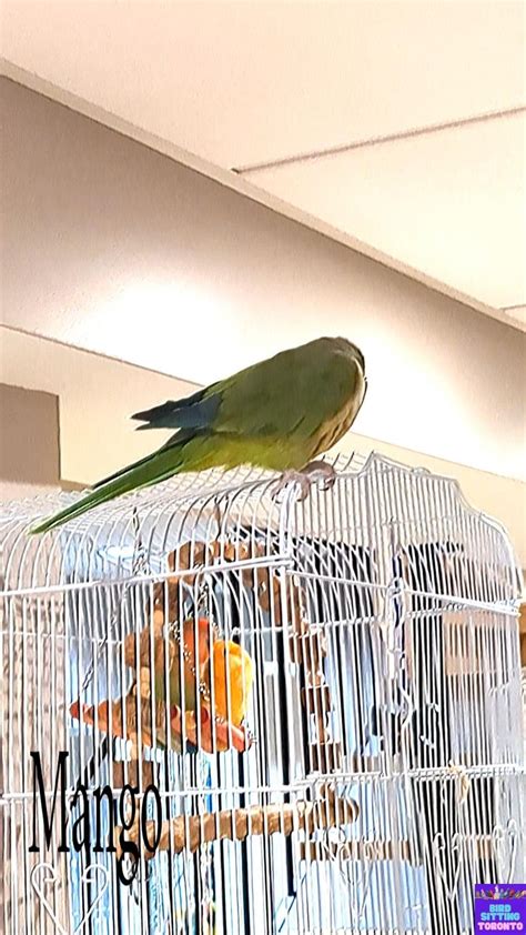 Updates For Mangos Bird Sitting Journey🌟🌿 In 2024 Bird Cage