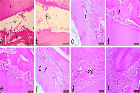 Histological Sections Hematoxylin And Eosin Staining Of Group I A Download Scientific