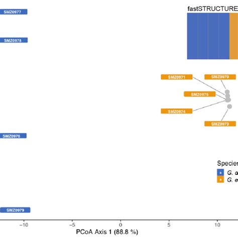 Principal Coordinates Analysis Pcoa Plot Of Genetic Structure Based
