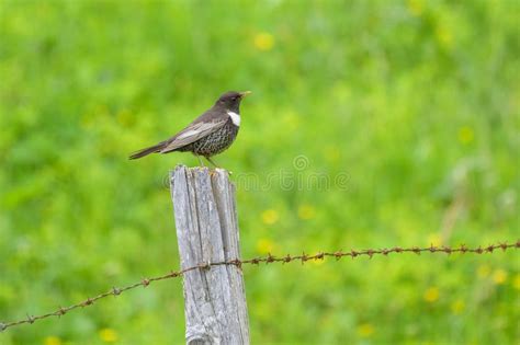 A Ring Ouzel Standing On A Wooden Fence Pole Stock Image Image Of