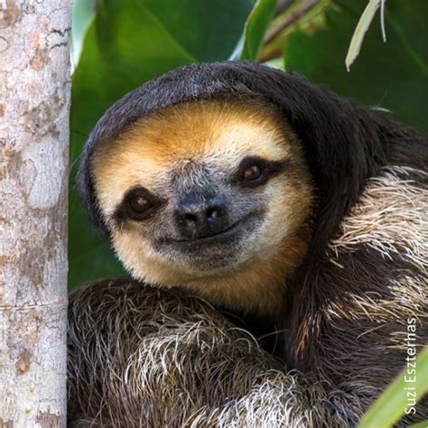 Three Fingered Sloths The Sloth Conservation Foundation