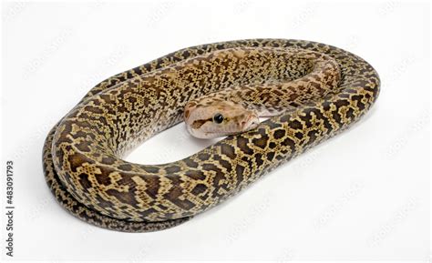 Dunkler Tigerpython Burmese Python Indian Rock Python Python