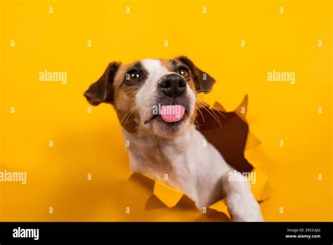Licking Jack Russell Terrier Comes Out Of A Paper Orange Background Tearing It Stock Photo Alamy