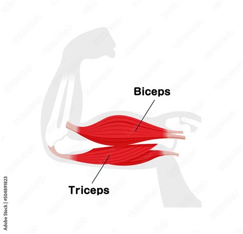 Arm Muscle Anatomical Illustration Biceps And Triceps Stock Vector
