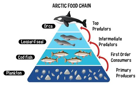 Diagram Showing Arctic Food Chain For Education 3188625 Vector Art At