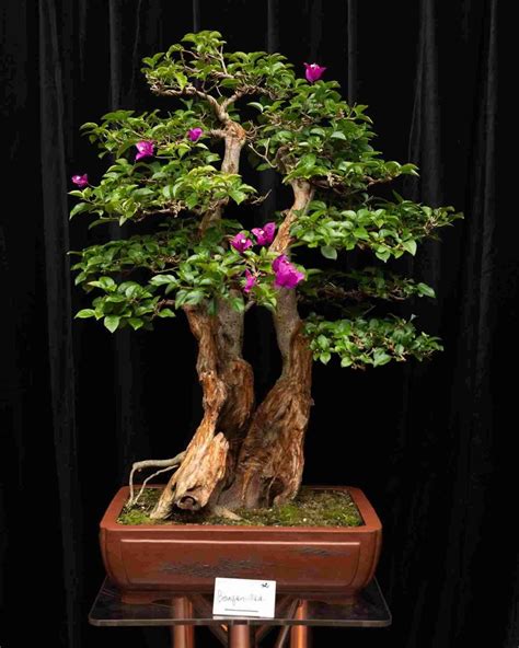 Madam Bonsai