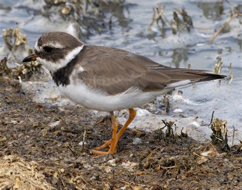 Tylli Charadrius Hiaticula