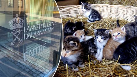 Länsstyrelsens Uppmaning Kastrera Katten P4 Dalarna Sveriges Radio