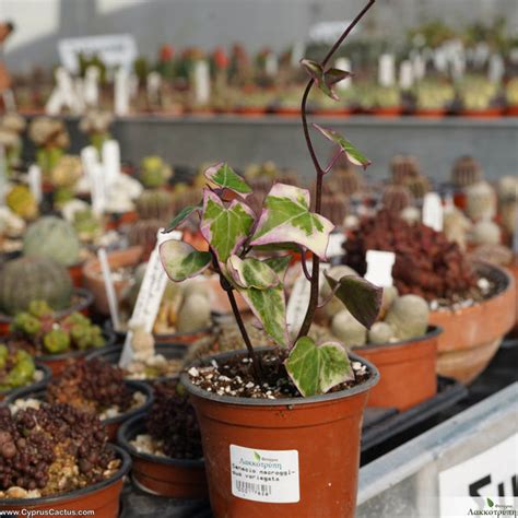 Senecio Macroglossus Variegated Cyprus Cactus