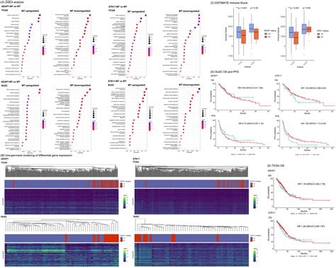 Ppd01 10 Downregulation Of Immune Mediated Pathways In Lung Adenocarcinoma With Keap1 Or Stk11