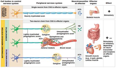 Ans Autonoma Nervsystemet Flashcards Quizlet