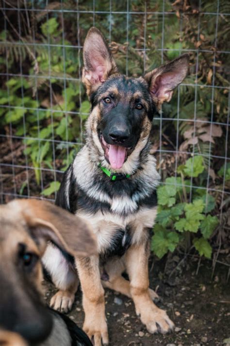 Available German Shepherds For Adoption