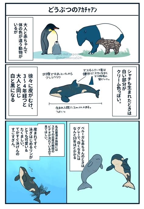 「シャチの赤ちゃんって実はちょっと黄色いっていう話再掲 」まつおるか⚓︎シャチ漫画家の漫画