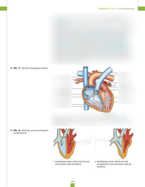 Biologie Binnenkant Hart Diagram Quizlet