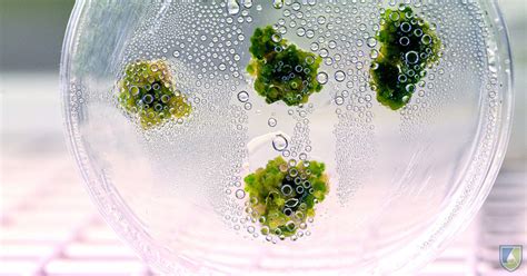 Seed Propagation What Do You Know Plant Cell Technology