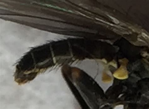 Allium Leaf Miner Naturespot