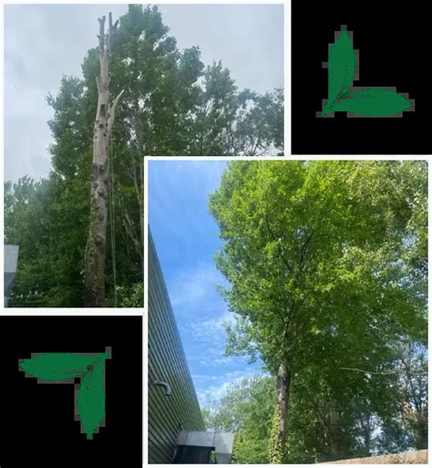 Tree Surgery Gm Landscape Uk