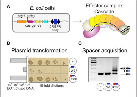 Figure 1 From The Influence Of Copy Number Of Targeted Extrachromosomal