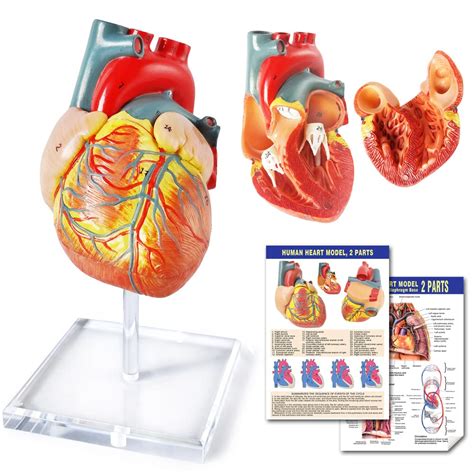Merinden Life Size Human Heart Model 2 Part Anatomy Model Desertcart