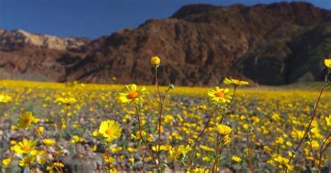 Nature Death Valley Flowers Cbs News
