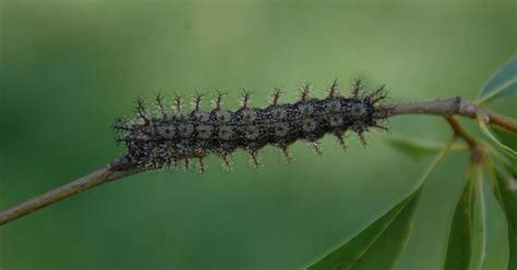 Stinging Buck Moth Caterpillars Return For Spring Season Seasonal