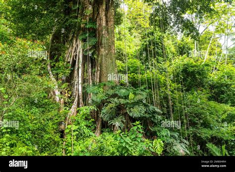 A Large Ceiba Tree Hanging With Liana Vines In The Sierra Madre Del Sur