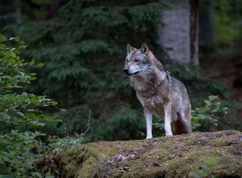 Vilkas Vilniaus VirŠuliŠkiŲ Mokykla