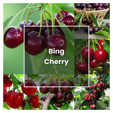 Can You Grow Bing Cherries In Ohio At Wilfred Mccarty Blog