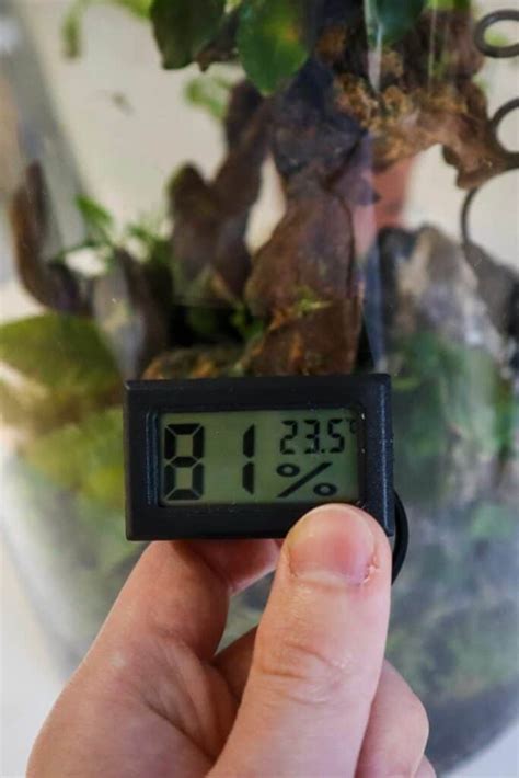 How To Increase Humidity In A Terrarium 5 Easy Ways