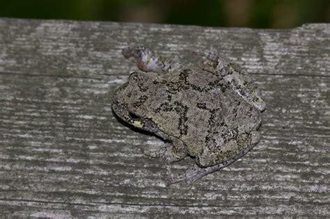Copes Gray Tree Frog Habitat Intense Emotional Journal Frame Store
