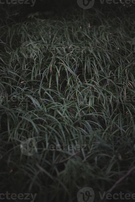 Close Up Thick Green Grass In Dark Forest Concept Photo 17697670 Stock