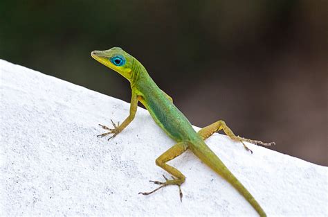 St Vincent Bush Anole Anolis Trinitatis Chalto Flickr